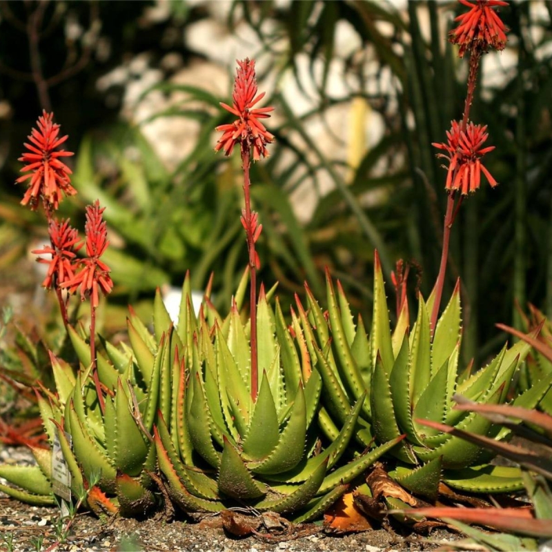 The Alameda - Gibraltar Botanic Gardens - January Flowers