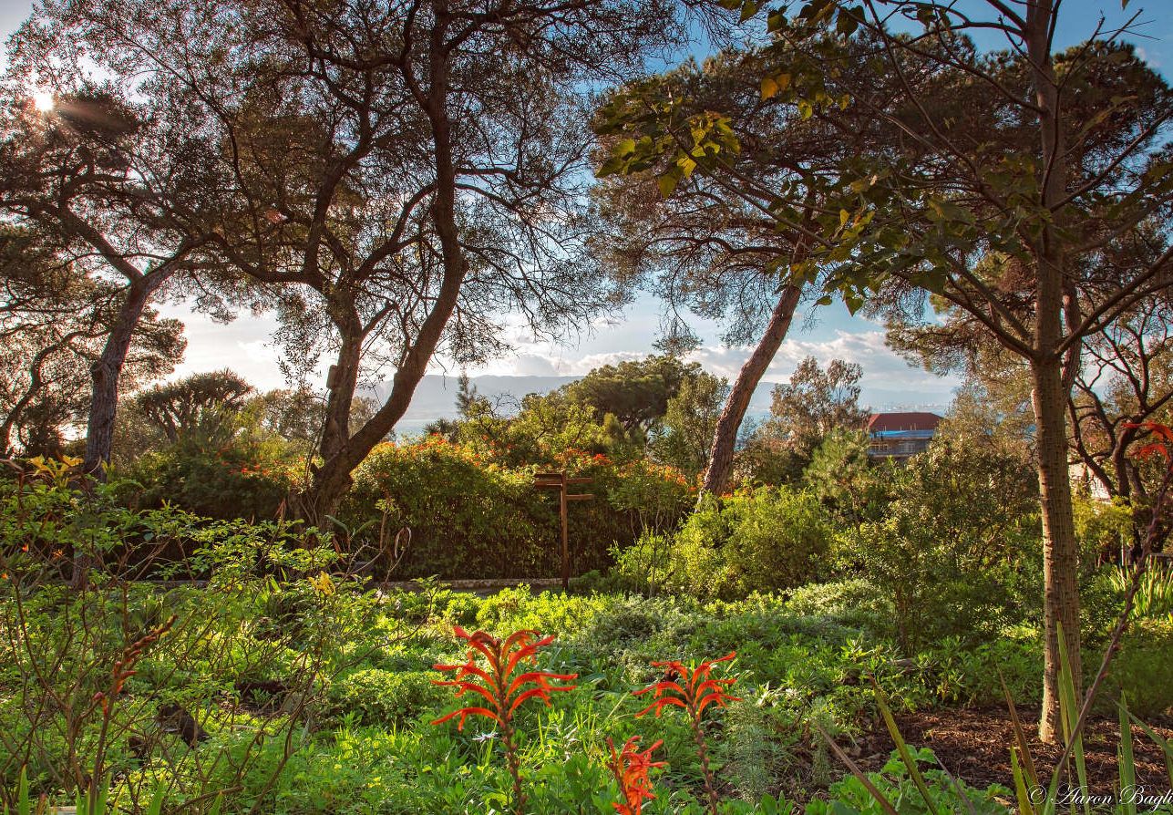 The Alameda - Gibraltar Botanic Gardens - Home